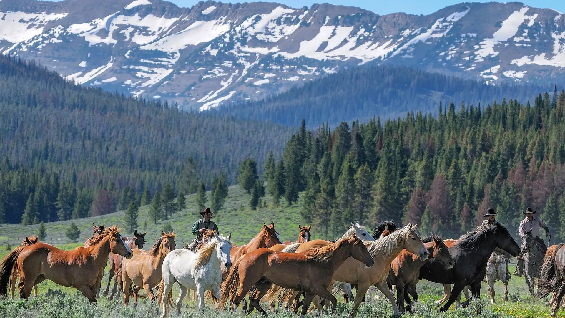 Charles Hoskinson Eyes Wyoming Politics With Ambitious New PAC Launch