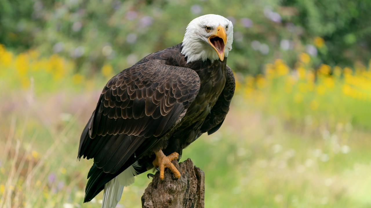 The Rules You Need to Follow When You Spot a Bald Eagle