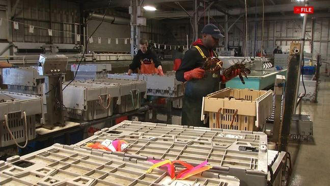 Trump tariffs risk crippling Maine's lumber, fuel and lobster industries