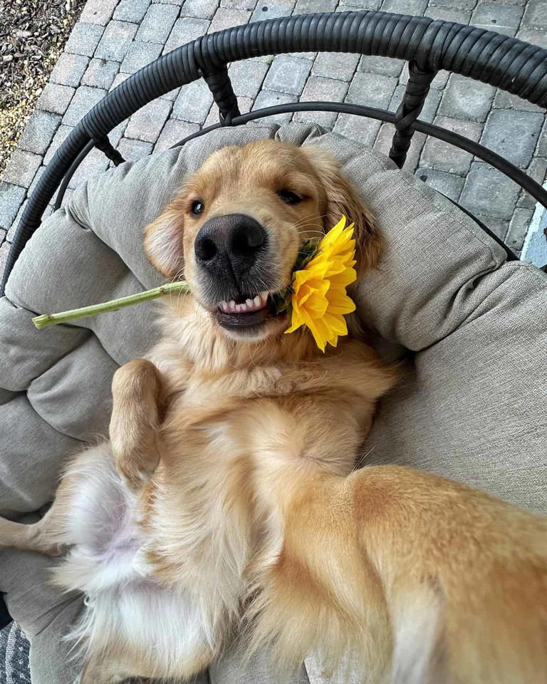 30 Of The Goodest Dogs Rated By "We Rate Dogs"