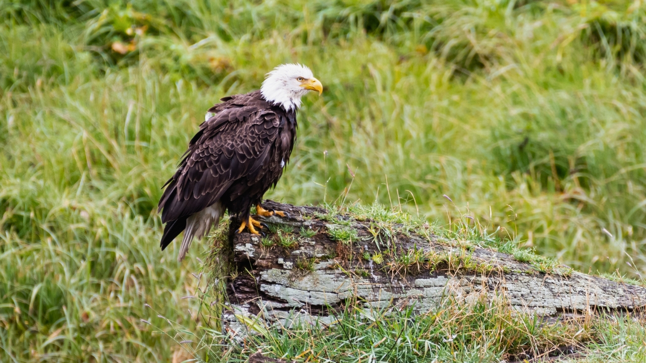 The rules you need to follow when you spot a bald eagle