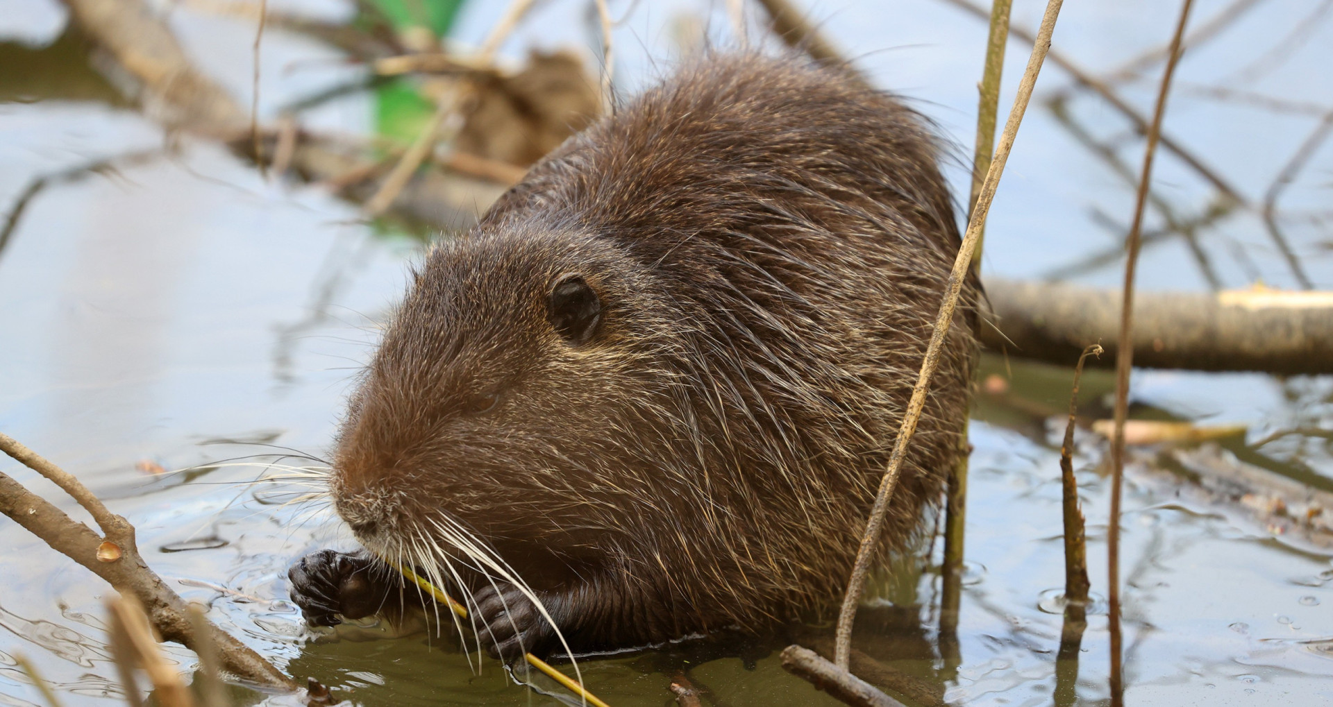 The Soviet swamp rat experiment