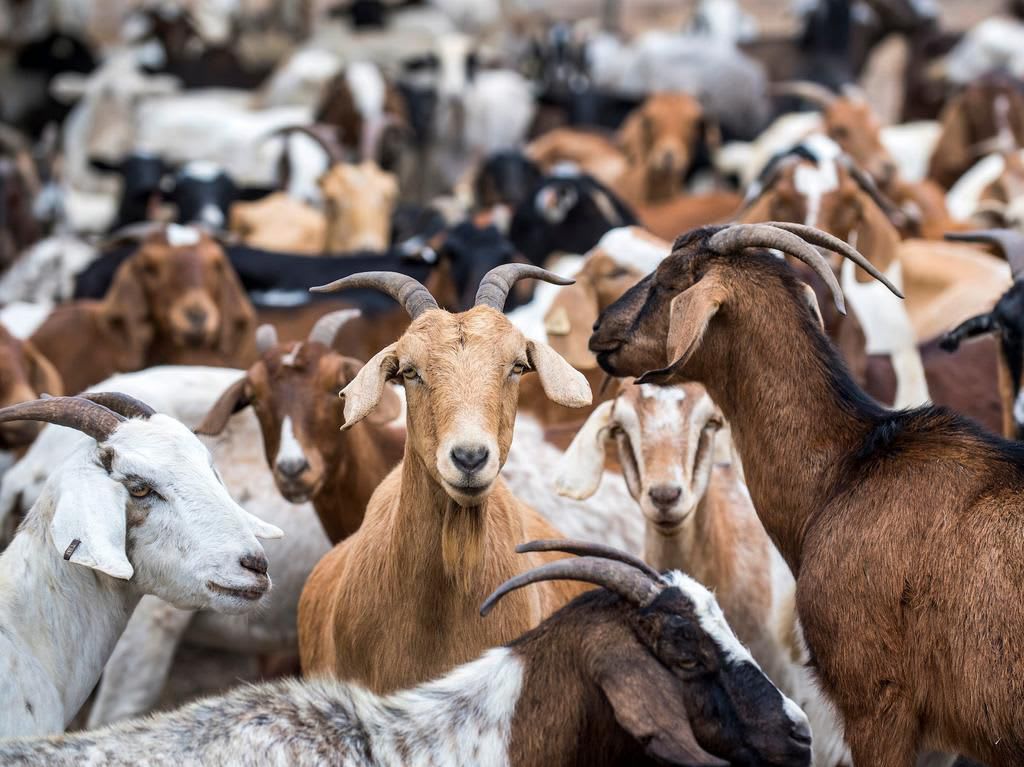 2 suspects confess to stealing 57 goats and 28 sheep in Gombe