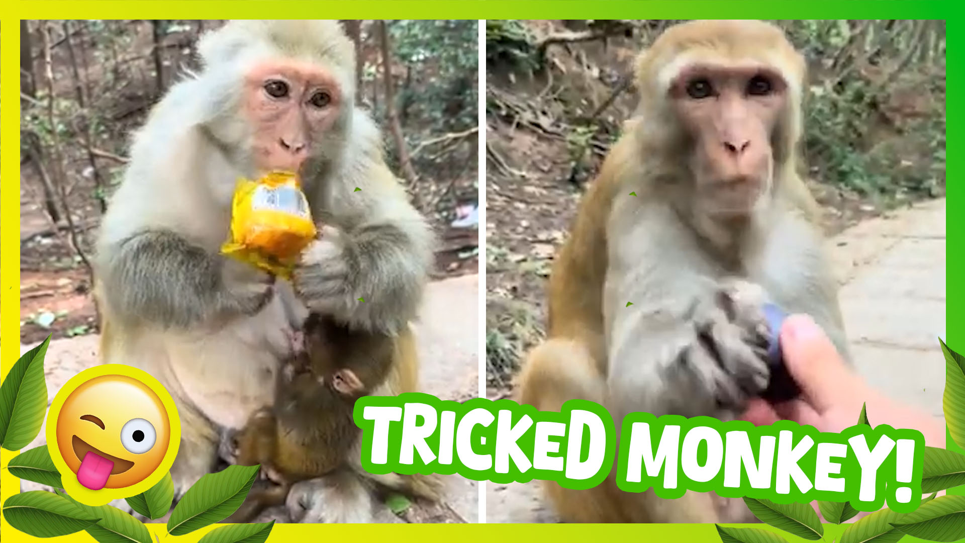 Funny Monkey Gets Trick: Hilarious Reactions to Pranks 🐒😂