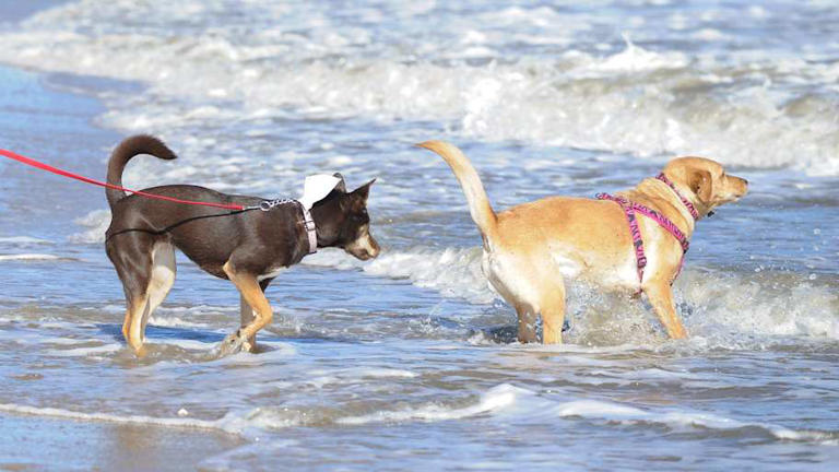 How do dogs' cognitive abilities vary by breed?