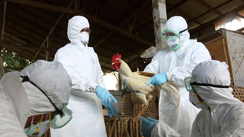 EU experts warn: Emerging avian flu mutations could adapt to humans and ...