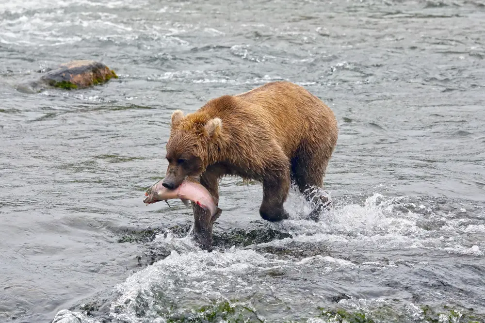 The U.S. States With The Highest Bear Populations