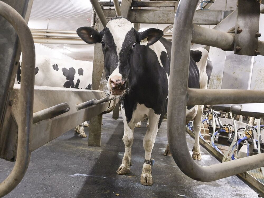 George Monastiriakos: Trump's bully tactics are coming for auto and ...