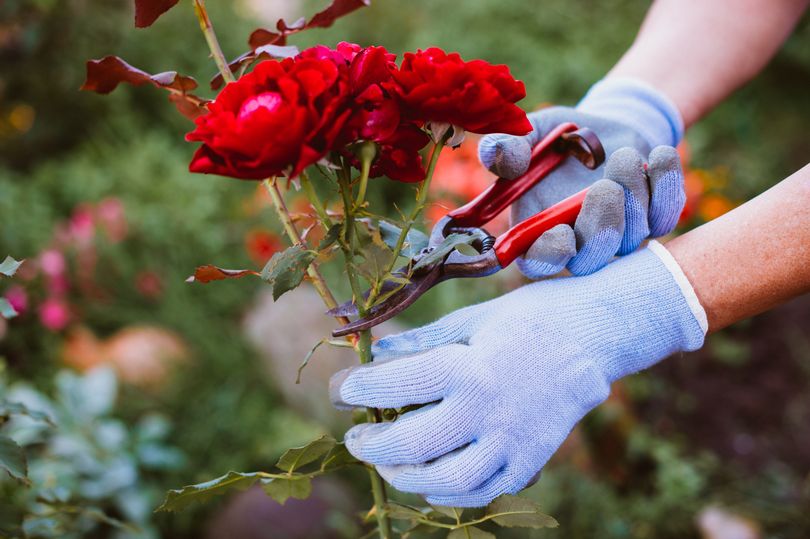 Five-step rose pruning guide to ensure 'more blooms this year'