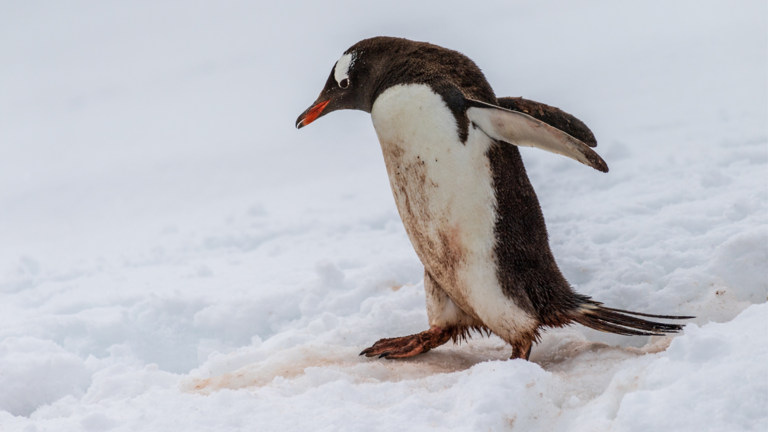 Happy Penguins Waddling Along Antarctica's 'Penguin Highway' Is Total ...