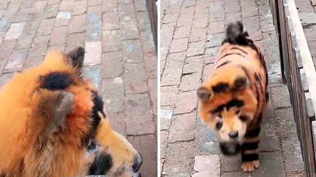 Chinese zoo is now painting dogs to look like tigers
