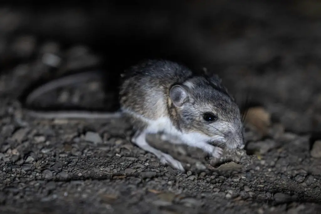 Survival Masters: The Most Resourceful Animals of the American Desert