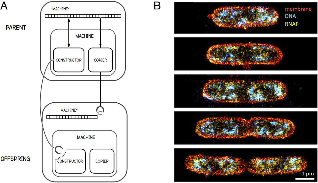 Life as a cascade of machines making machines: Living matter framework ...