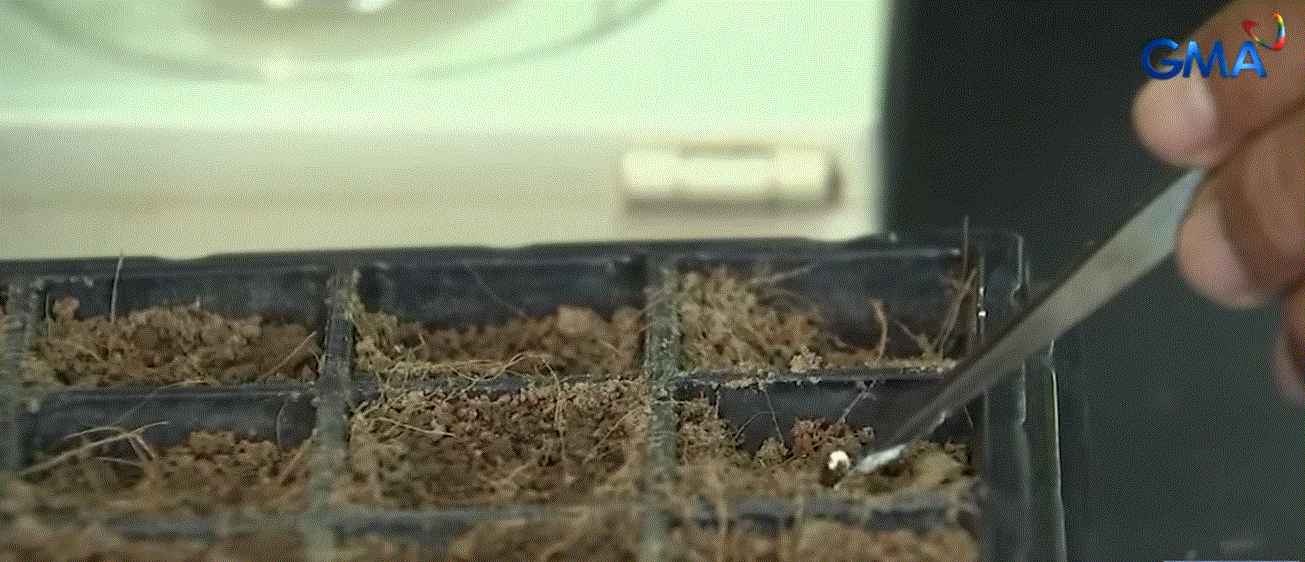 UPLB researchers develop biopesticide vs. plant disease