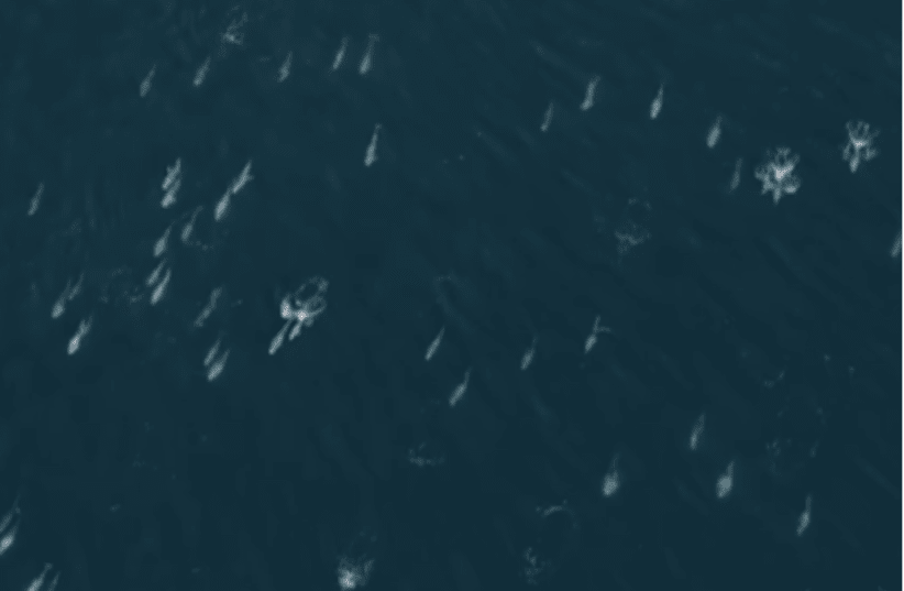 Rare 'super pod' of over 1,500 Risso's dolphins spotted off California ...