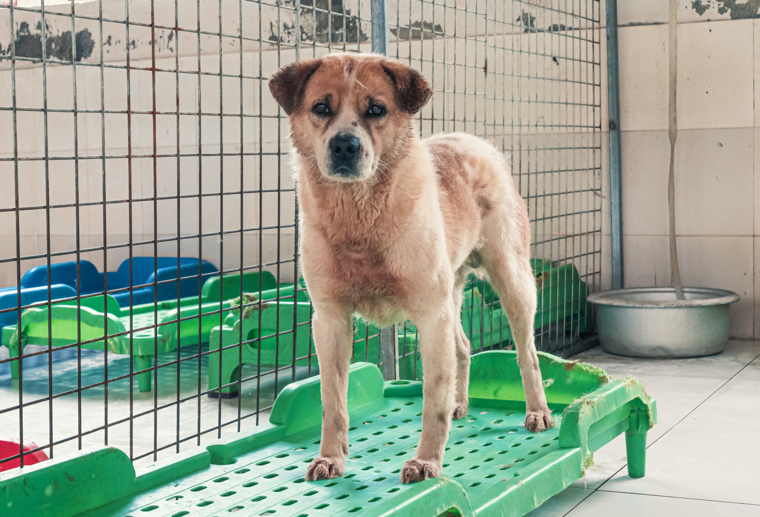 Woman Goes to Shelter to Foster Puppy, Leaves With 15-Year-Old Dog