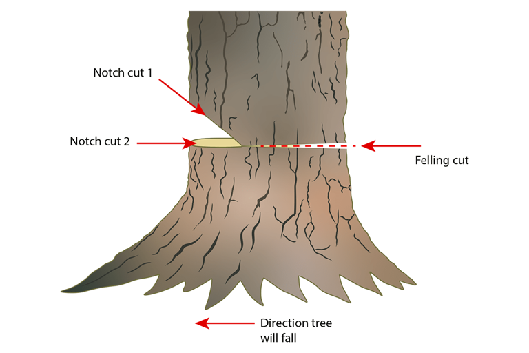 How to Fell a Tree Safely
