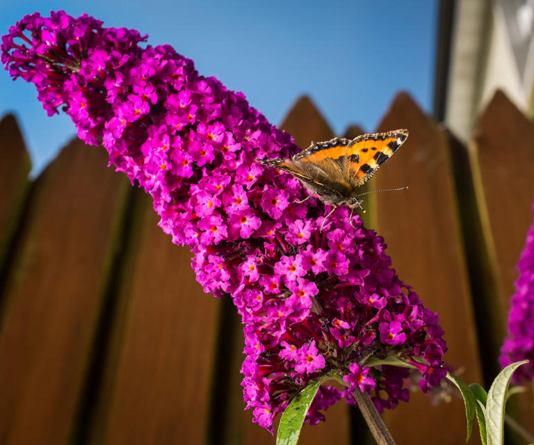 Easy Fence Landscaping Ideas: 6 Ways To Perk Up Your Property Line With ...