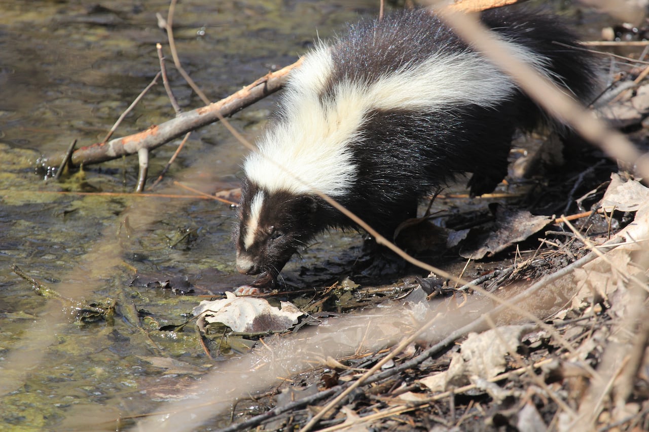 What's that smell? Skunk mating season has begun in Calgary