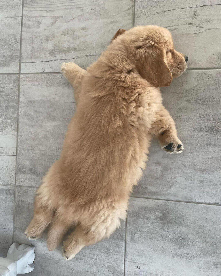 30 Of The Goodest Dogs Rated By "We Rate Dogs"