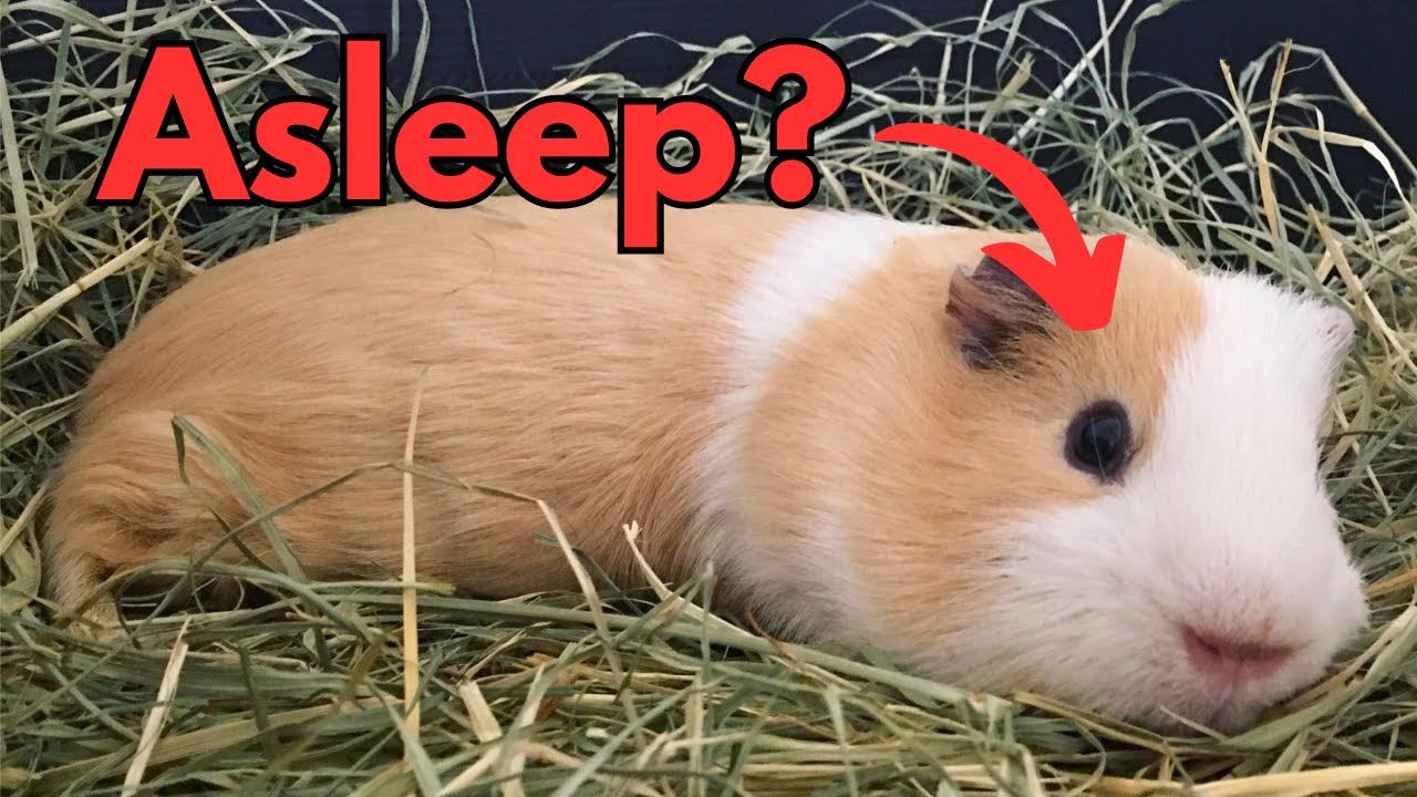 7 creatures that can sleep with their eyes open