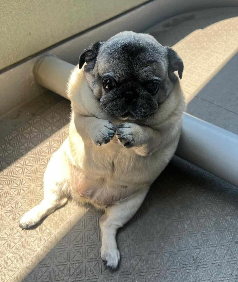 30 Of The Goodest Dogs Rated By "We Rate Dogs"