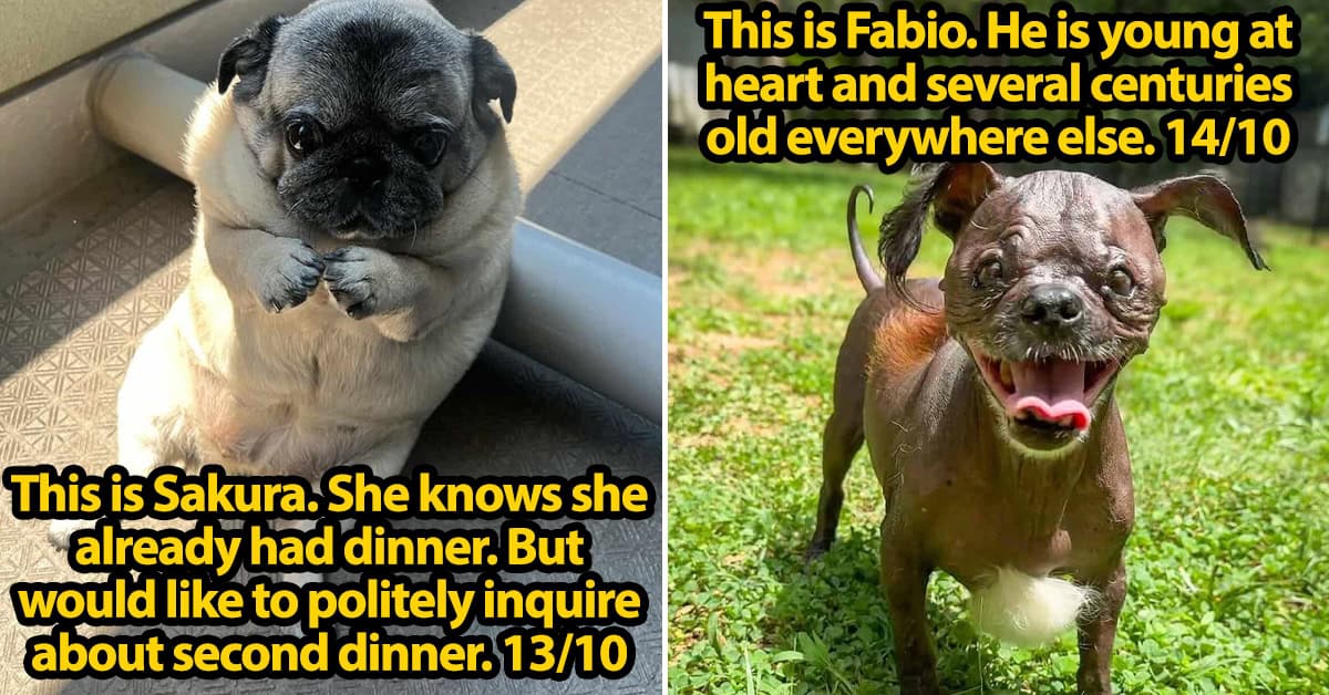 30 Of The Goodest Dogs Rated By "We Rate Dogs"