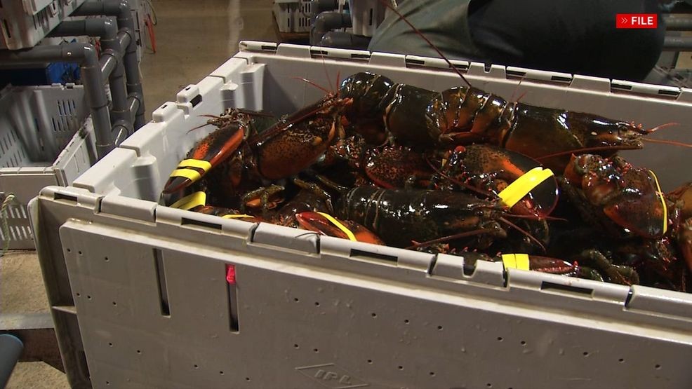 Trump tariffs risk crippling Maine's lumber, fuel and lobster industries