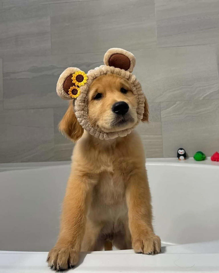 30 Of The Goodest Dogs Rated By "We Rate Dogs"