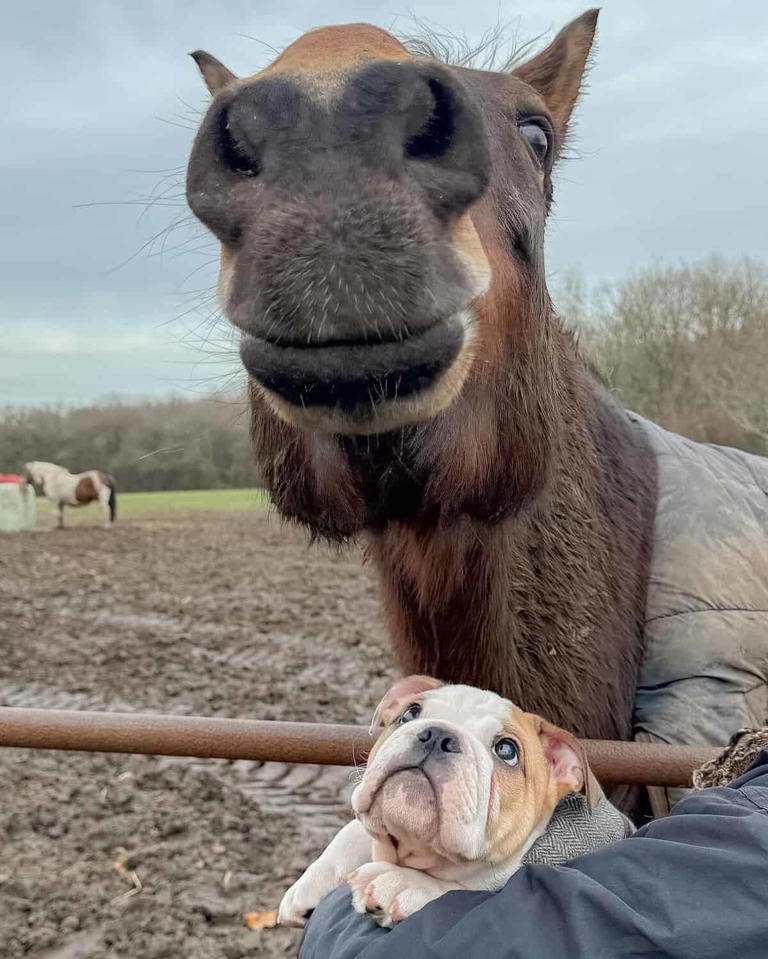 30 Of The Goodest Dogs Rated By "We Rate Dogs"