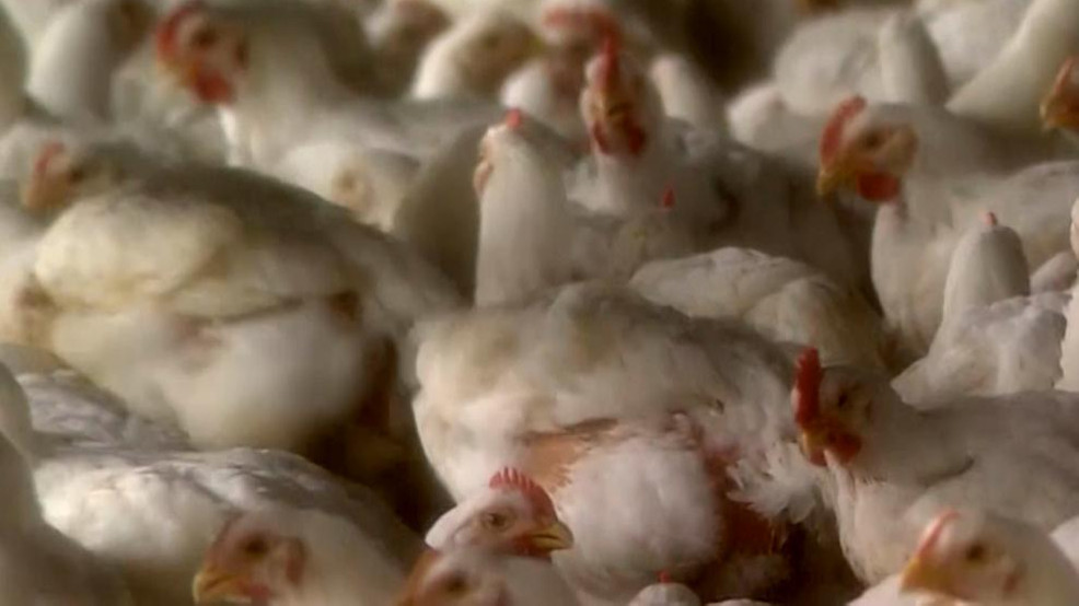 From chickens to tigers: avian flu's deadly march across species raises ...