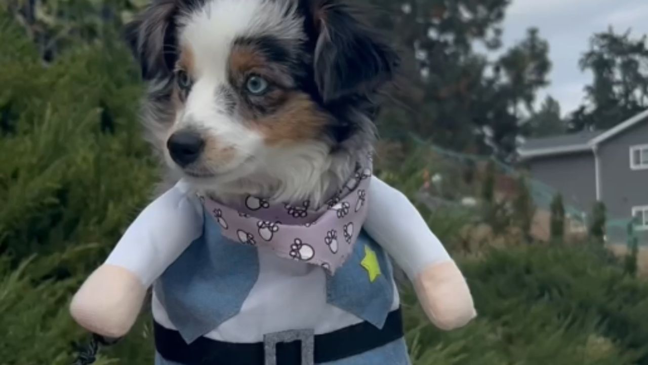 Adorable dogs strut their stuff in fashionable outfits like true ...