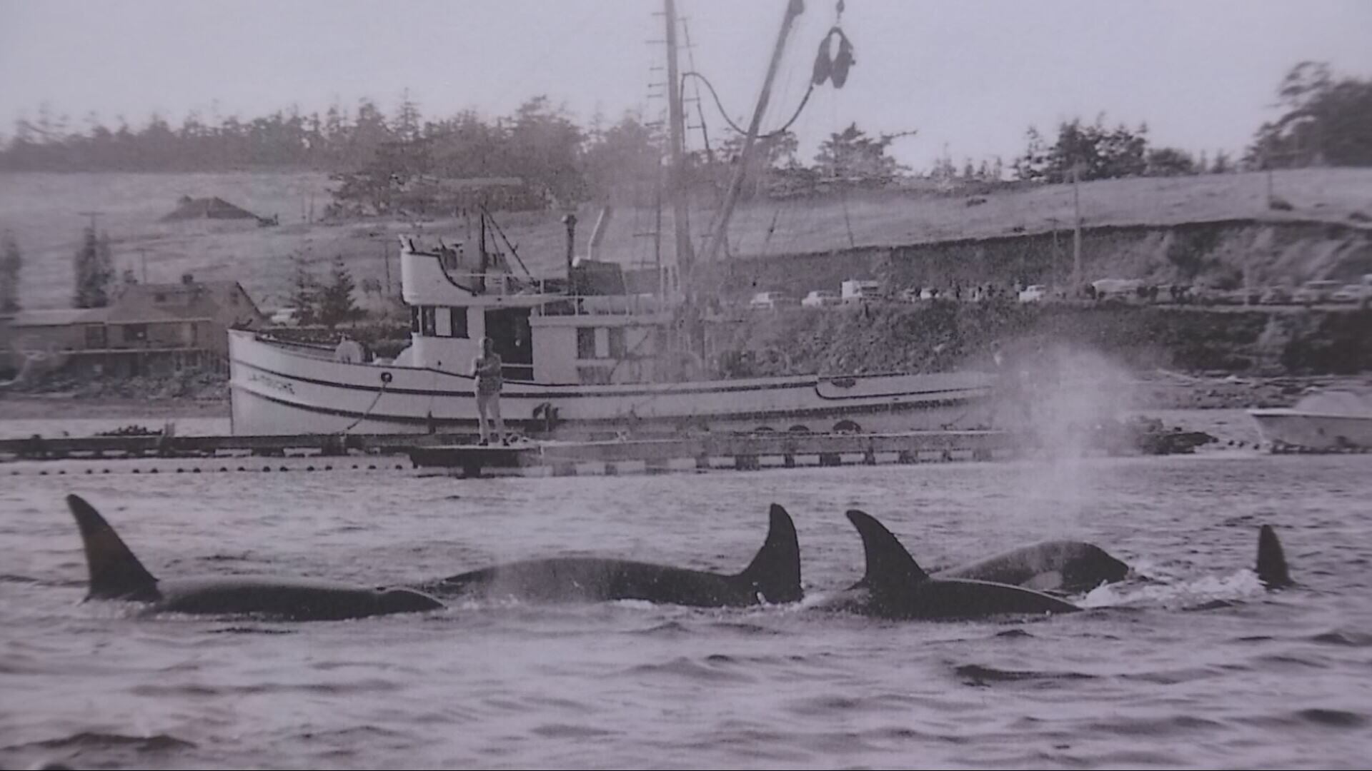 Meet ‘Ocean Sun’, the nearly 100-year-old Southern Resident Orca ...