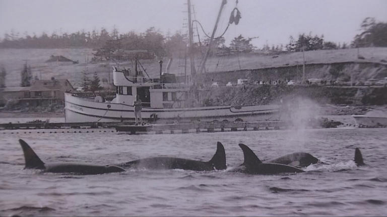 Meet ‘Ocean Sun’, the nearly 100-year-old Southern Resident Orca ...