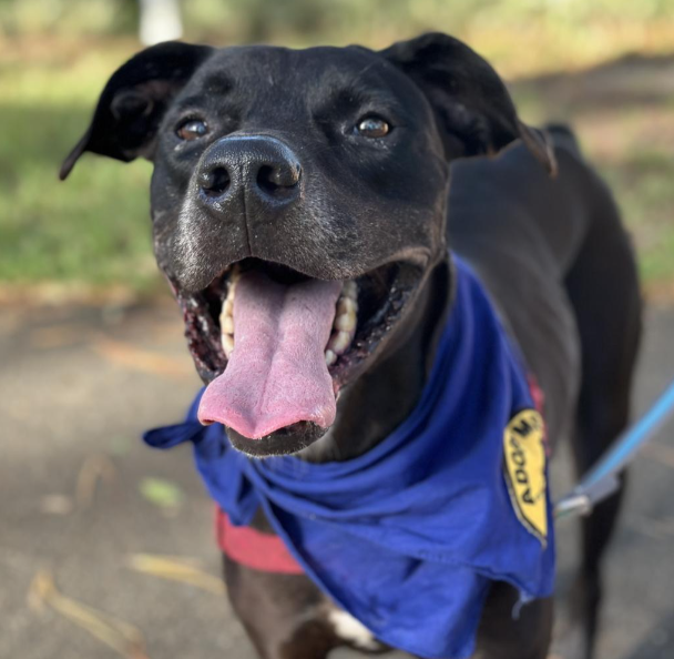 1,169 Days in a Shelter: Why Is Everyone Overlooking This Perfect Dog?