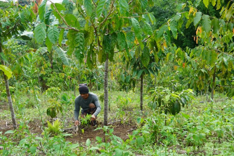 Native trees, local wildlife thrive under Philippine tribes ...