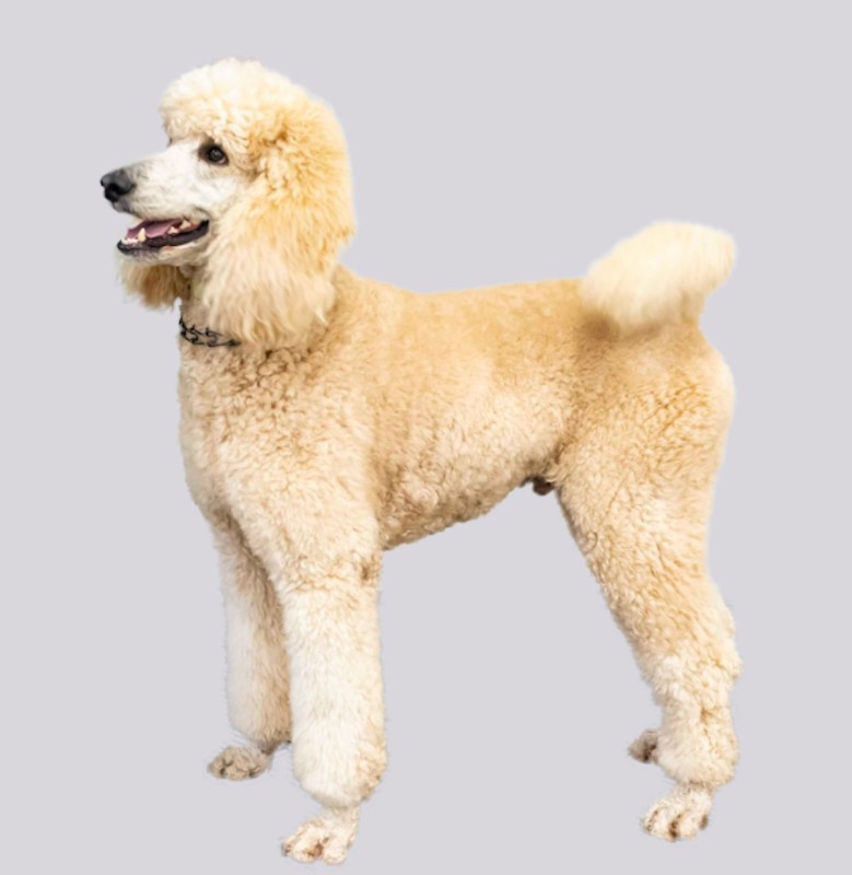 Poodle Crashes News Broadcast Set Walking on His Hind Legs Like He's an ...