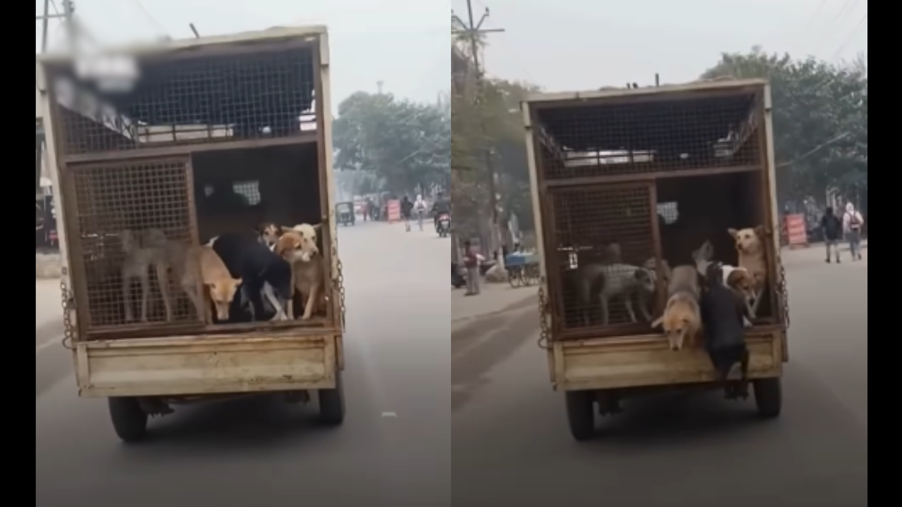 Kindness Or Ultimate Foolishness? Man Releases Stray Dogs From Moving ...
