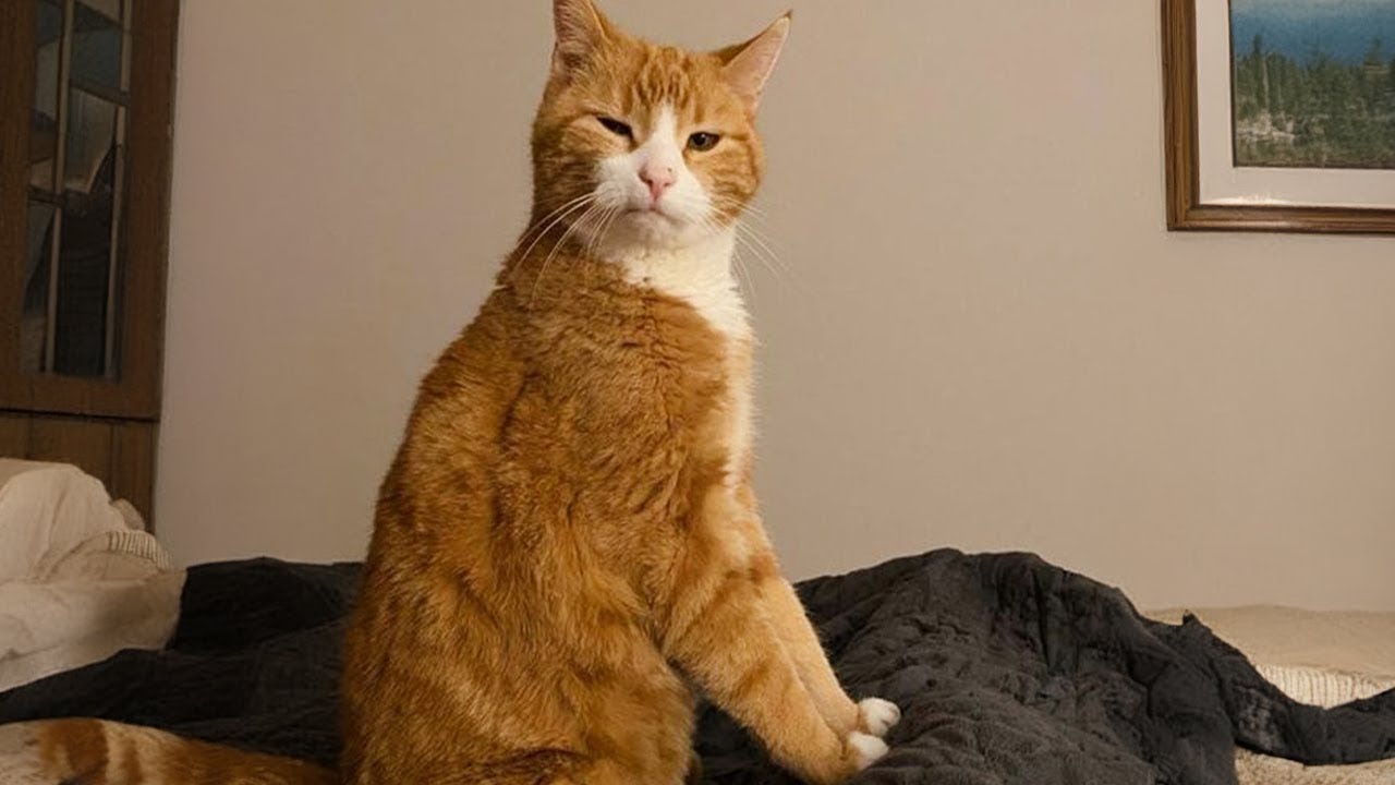 Cats Make Us Laugh All the Time – Best Funny Cat Videos