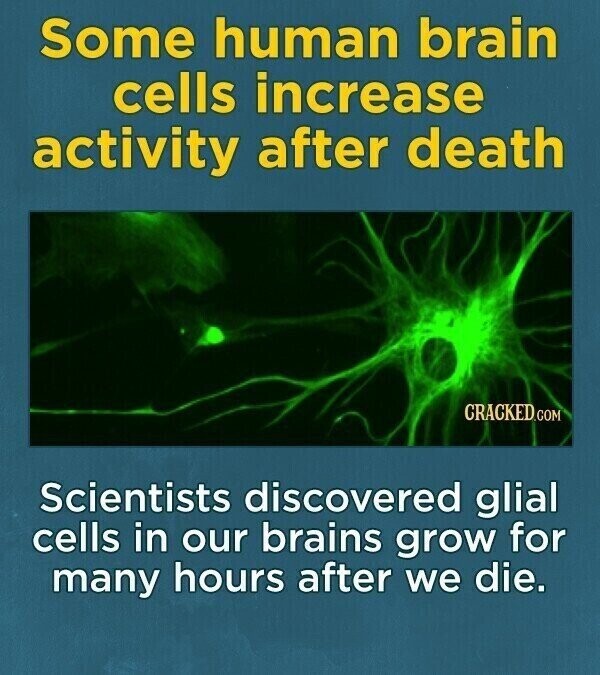 37 Facts About That Rickety Old Flesh Wagon You Call a Body