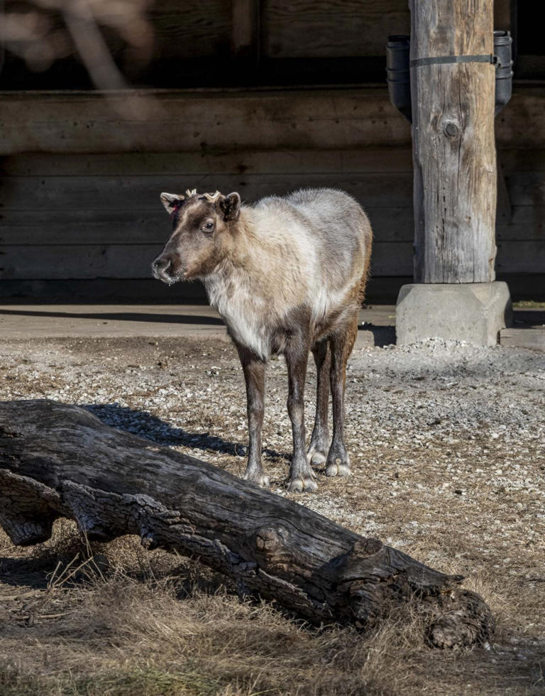 Maeve, a 9-month-old caribou, joins 4-year-old Bean at the Milwaukee ...