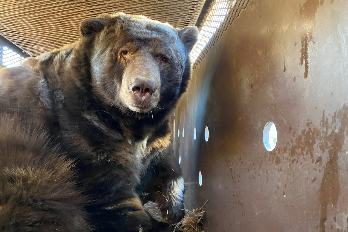 Bear weighing over 500lbs found hiding under home evacuated in ...