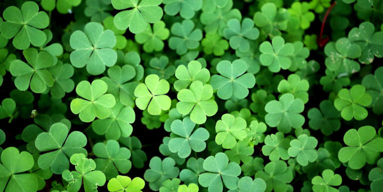 Before You Pluck, Find Out If Shamrocks or Clovers Bring Good Luck