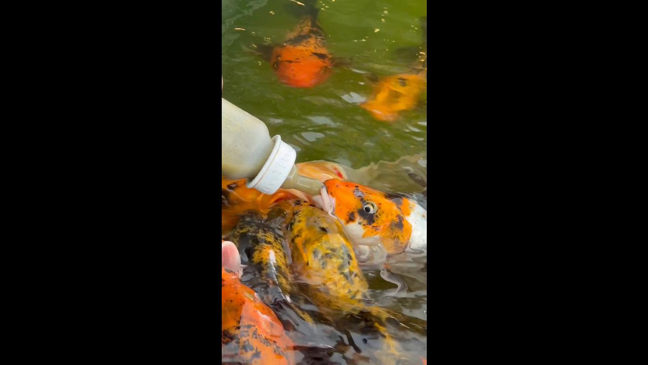Fish Eat Food From a Baby Bottle