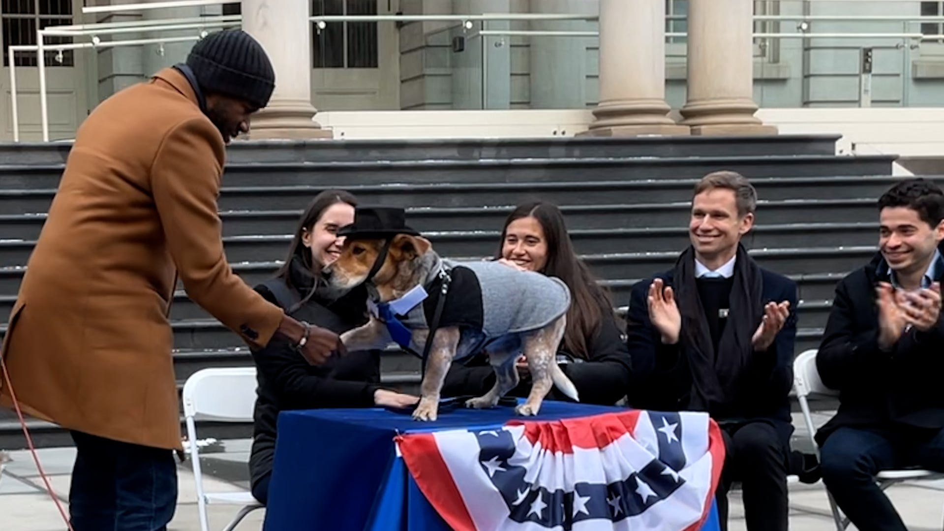 Meet New York's new honorary dog mayor, Simon, the basset-cattle dog