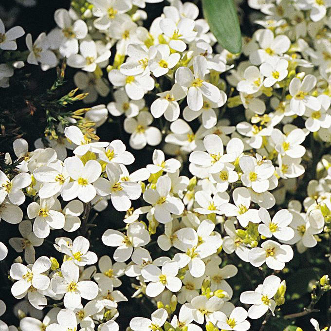22 Early Blooming Spring Flowers for Your Garden