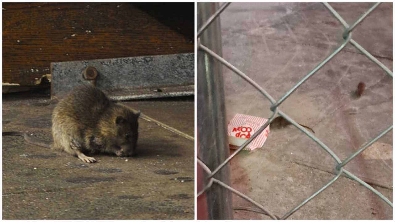 Rats Are Taking Over As Cities Get Warmer: New Study Shows Why