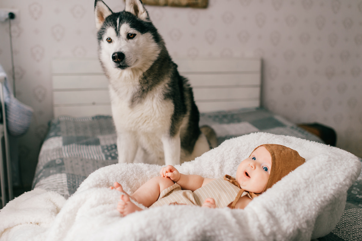 Husky's Sweet Way of 'Guarding' New Baby Makes Him a Top-Notch Nanny