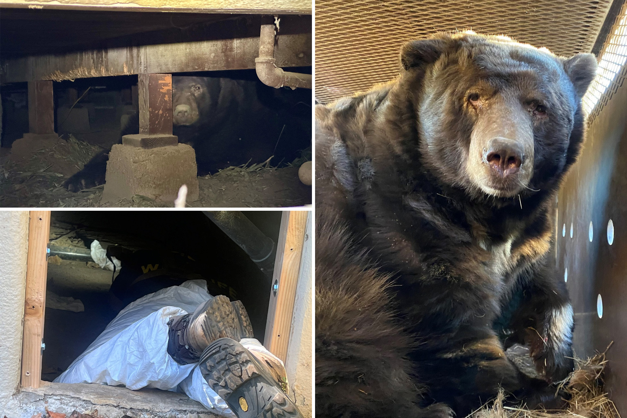 Berry the 525-pound bear found hiding under Los Angeles home to save himself from wildfires