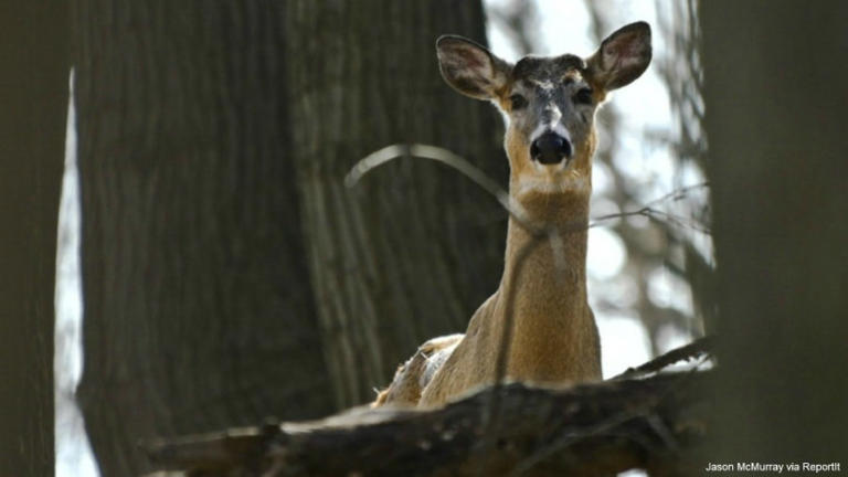 Some Indiana counties see lower deer harvest numbers in wake of disease